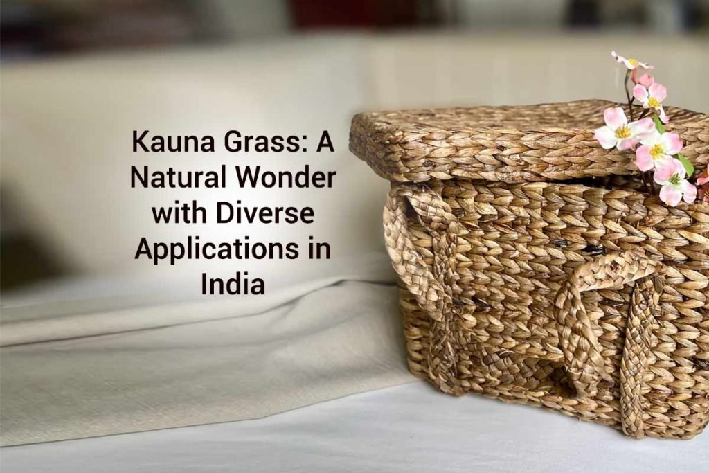 Kauna Grass: A Natural Wonder with Diverse Applications in India ...